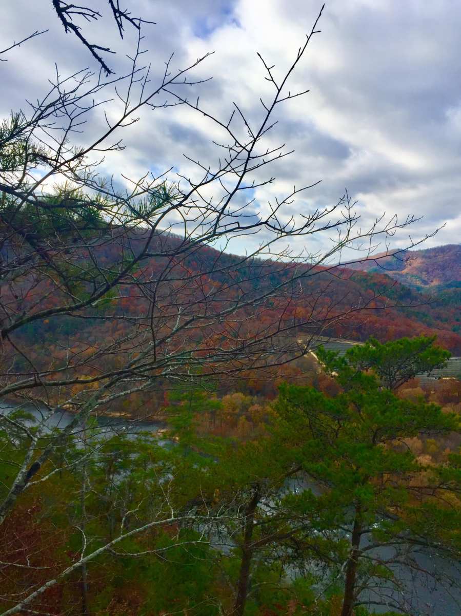 The Honorable Harvest – WILDLY FREE ELDER